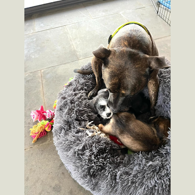 Spock - Small Male Maltese x Shih Tzu x American Staffordshire Terrier ...