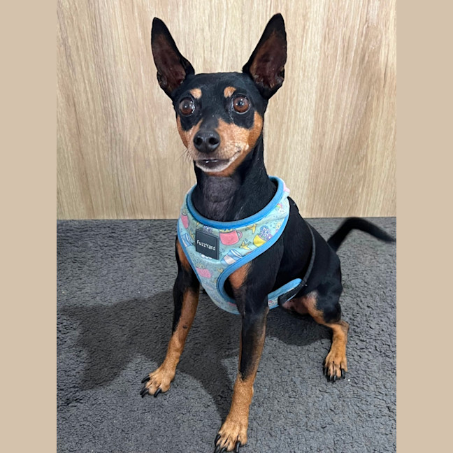 Pixie - Small Female Miniature Pinscher Dog in QLD - PetRescue