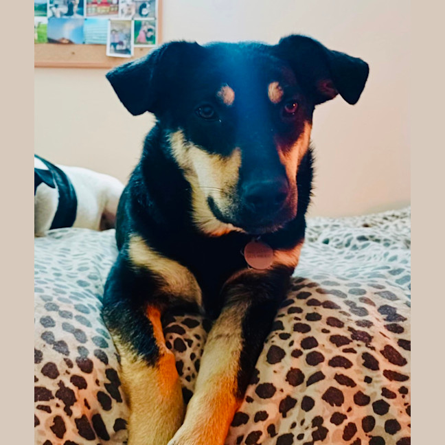 Ollie - Medium Male Welsh Corgi (Pembroke) x Australian Kelpie Mix Dog ...