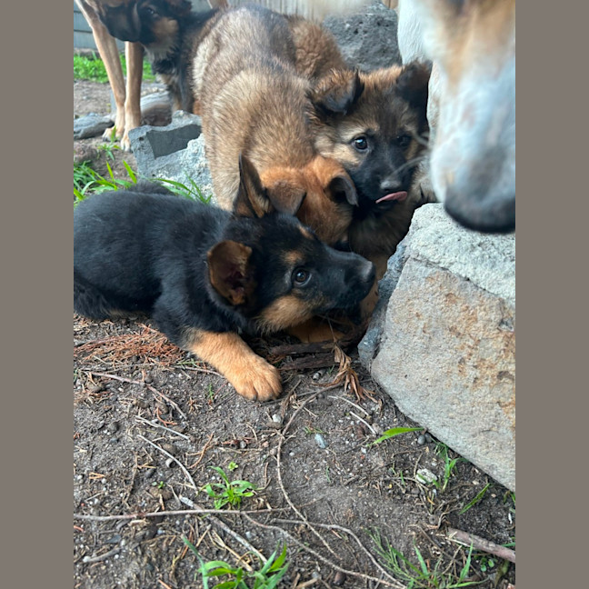 Leipzig - Large Female German Shepherd Dog x Australian Cattle Dog Mix ...