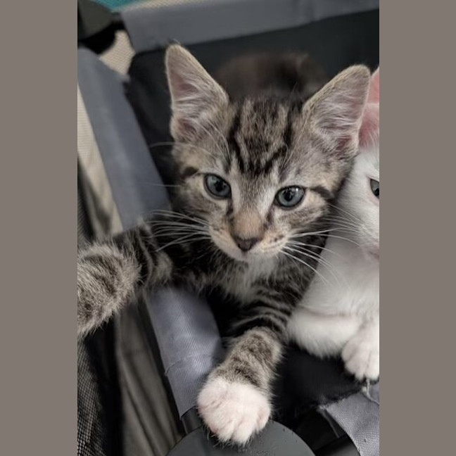 Socks - Male Domestic Short Hair (DSH) Cat in NSW - PetRescue