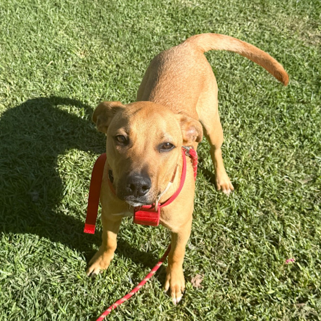 Beckham - Medium Male American Staffordshire Terrier x Rhodesian ...