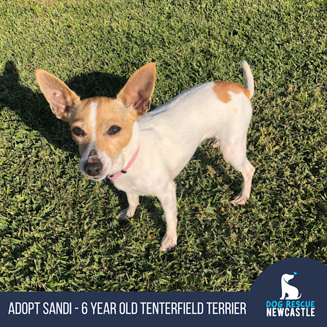 Sandi - 6 Year Old Tenterfield Terrier - Small Female Tenterfield ...
