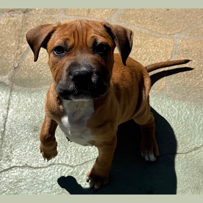 Floyd - Small Male Staffordshire Bull Terrier x Sharpei Mix Dog in VIC ...