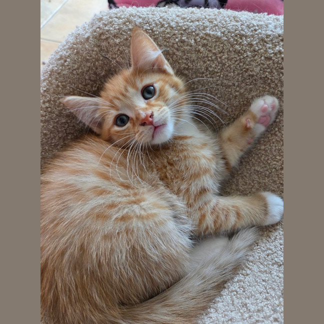 Tiger - Male Domestic Short Hair (DSH) Cat in VIC - PetRescue
