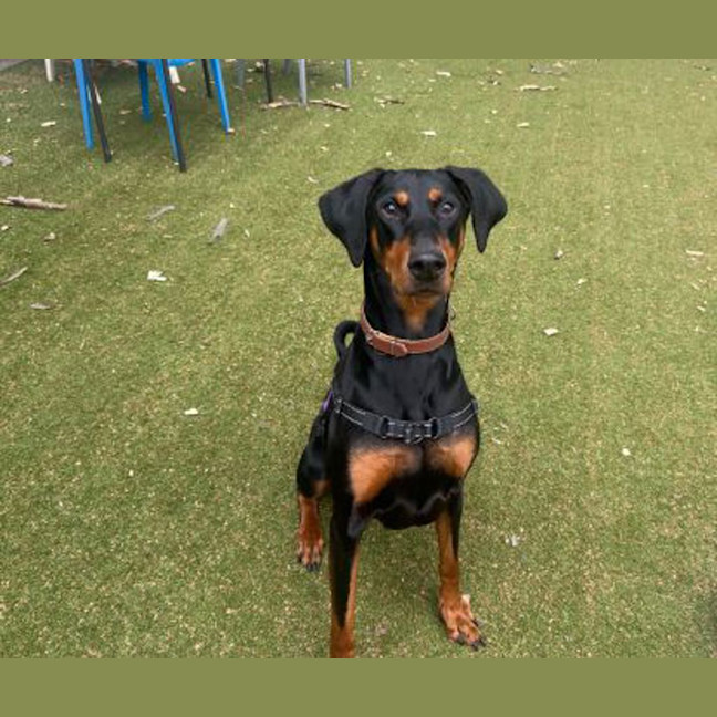 Ruby - Large Female Dobermann Mix Dog in VIC - PetRescue
