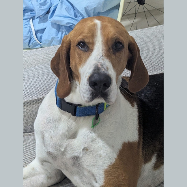 Bond - Large Male Foxhound Dog in VIC - PetRescue