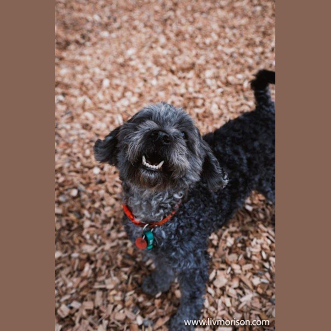 Oscar and Annika Newhaven - Medium Male Staffordshire Bull Terrier x ...