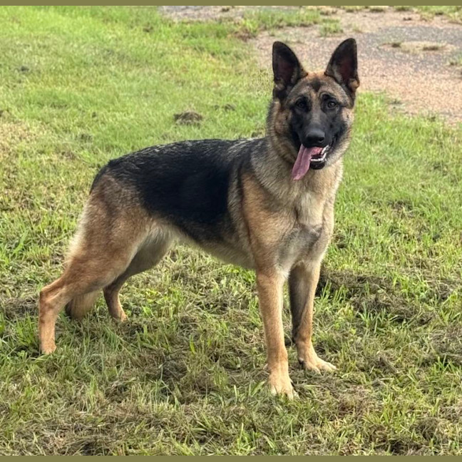 Ruby - Large Female German Shepherd Dog Dog in QLD - PetRescue