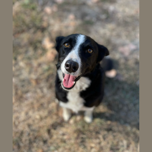 Tash - Medium Female Border Collie Dog in VIC - PetRescue