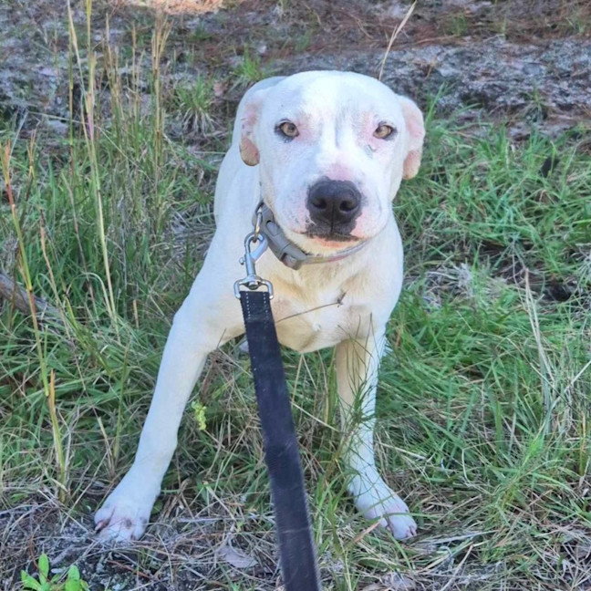 Maverick - Medium Male American Staffordshire Terrier Dog in QLD ...