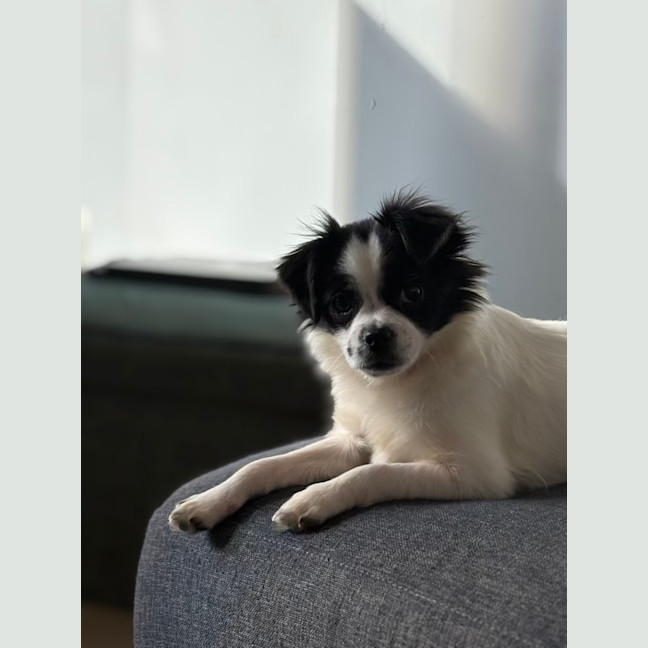 Pookie - Small Female Chihuahua Mix Dog in VIC - PetRescue