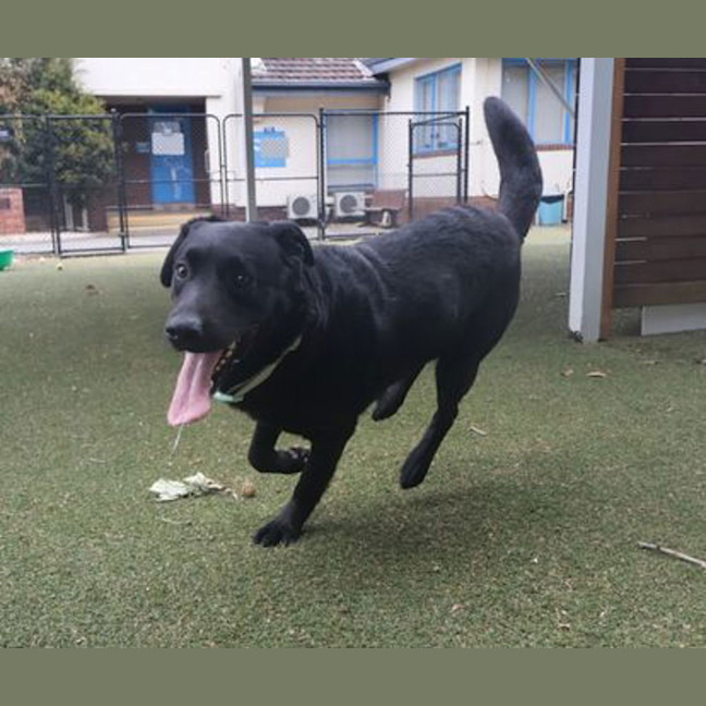 Charlie - Large Male German Shepherd x Labrador Mix Dog in VIC - PetRescue
