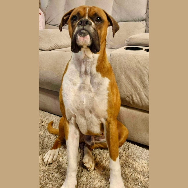 Wally - Medium Male Boxer Dog in VIC - PetRescue