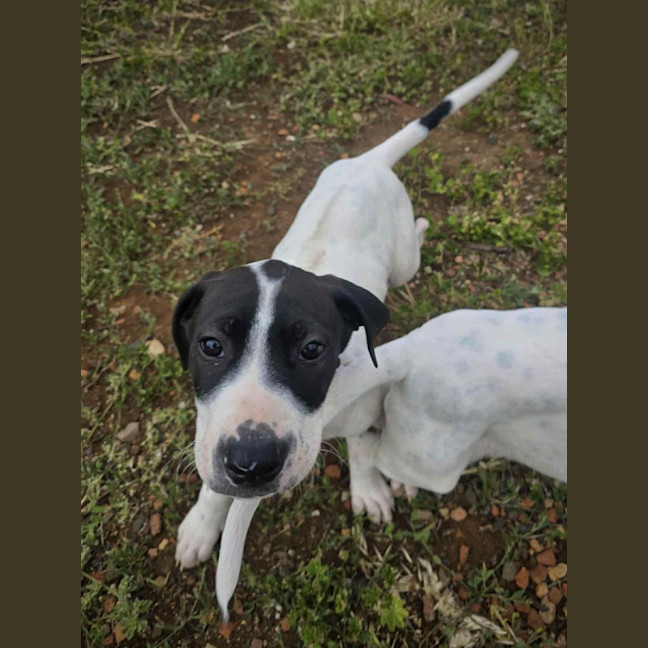 Brahman - Large Male Bull Arab x Rhodesian Ridgeback Mix Dog in VIC ...