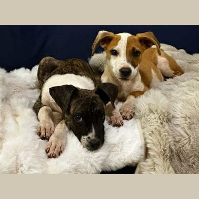 Banjo - Large Male Mixed breed Dog in WA - PetRescue