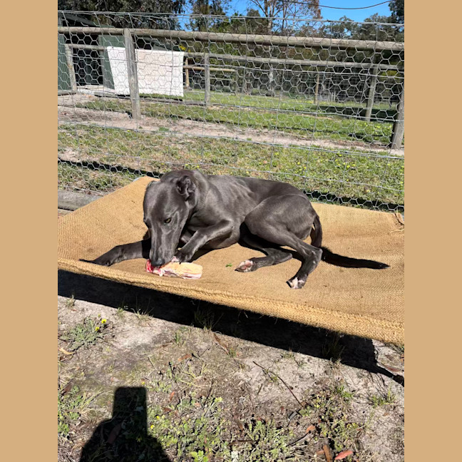Blue - Small Female Greyhound Dog in VIC - PetRescue