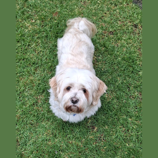 Lucy - Small Female Lhasa Apso Dog in VIC - PetRescue