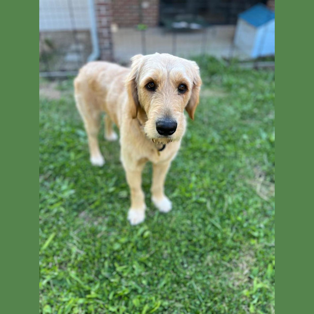 Ronaldo - Medium Male Poodle x Golden Retriever Mix Dog in VIC - PetRescue
