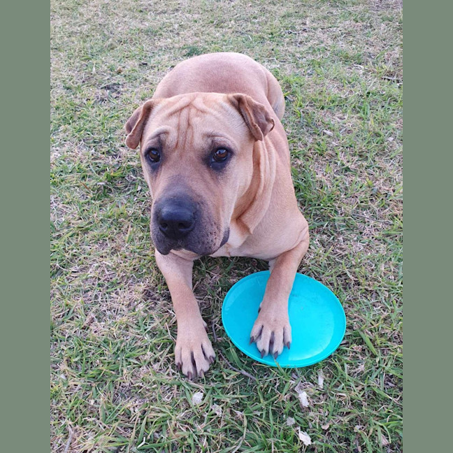 Prinny - Large Female Shar Pei Mix Dog in VIC - PetRescue
