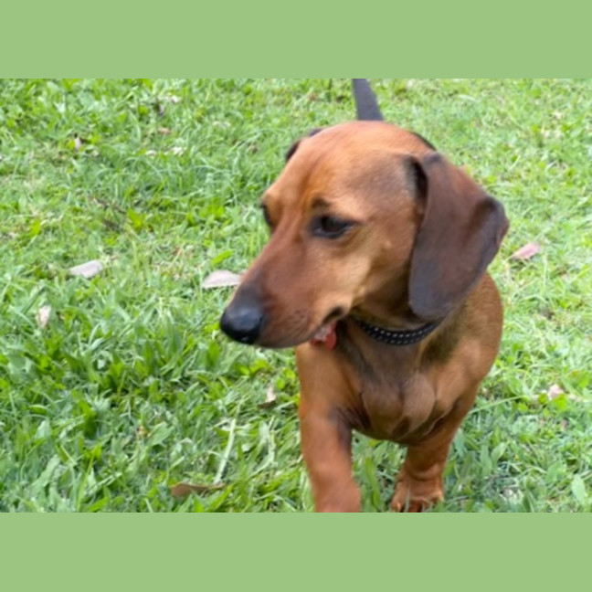 Miley and Memphis - Small Female Dachshund (Miniature Smooth Haired ...