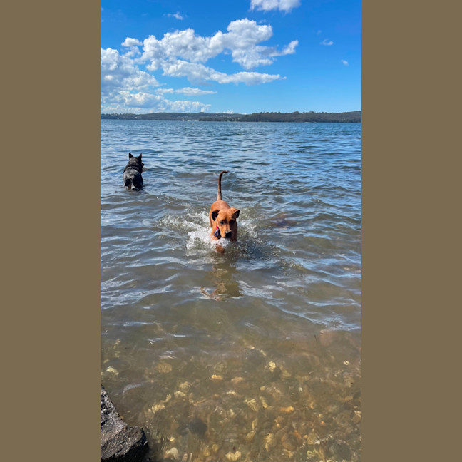 Amber - 4 Month Old Ridgeback X - Medium Female Rhodesian Ridgeback Dog ...