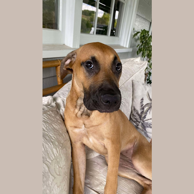 Ellie - 6 Month Old Great Dane X Ridgeback - Large Female Great Dane x ...
