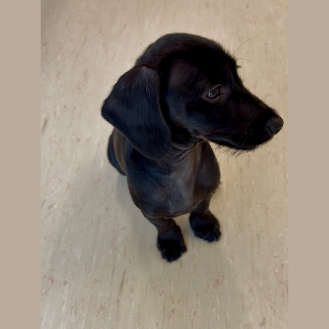 Alice - Small Female Dachshund (Miniature) Mix Dog in NSW - PetRescue