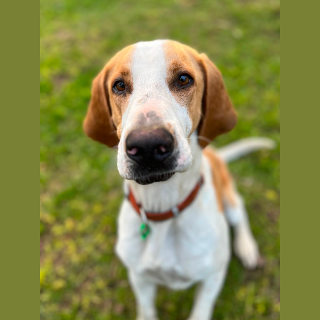 Vader - Foxhound - Large Male Foxhound Dog in VIC - PetRescue