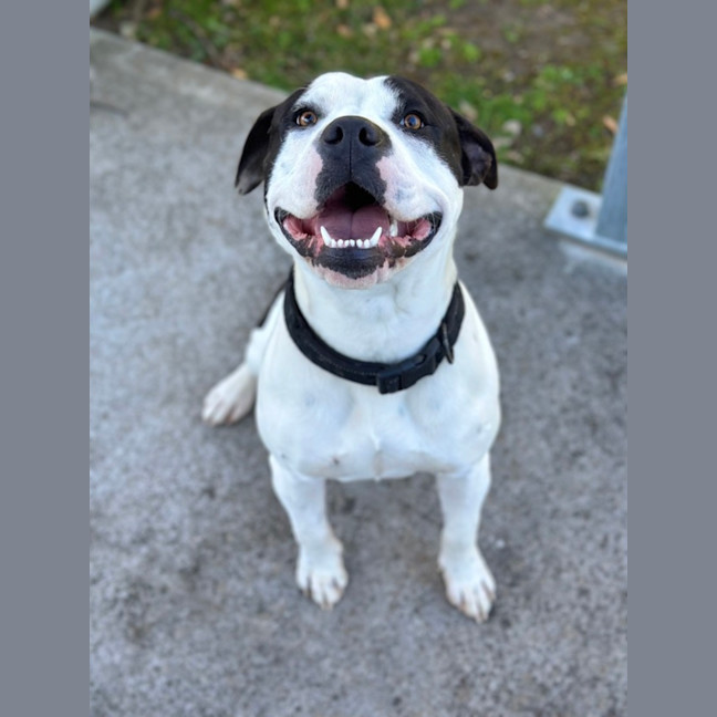 Prince - Large Male American Bulldog x American Staffordshire Terrier ...