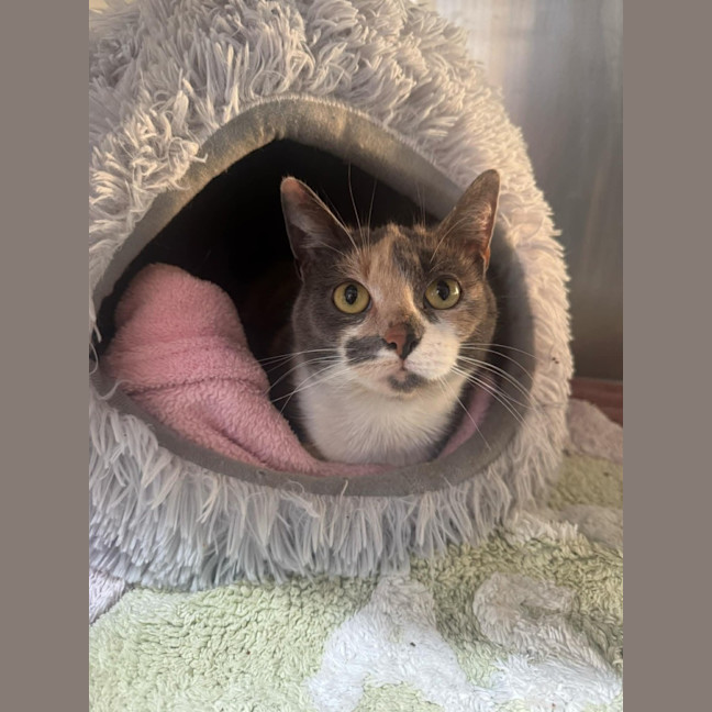 Faerie Princess - In foster care in Ashburton - Female Domestic Medium ...