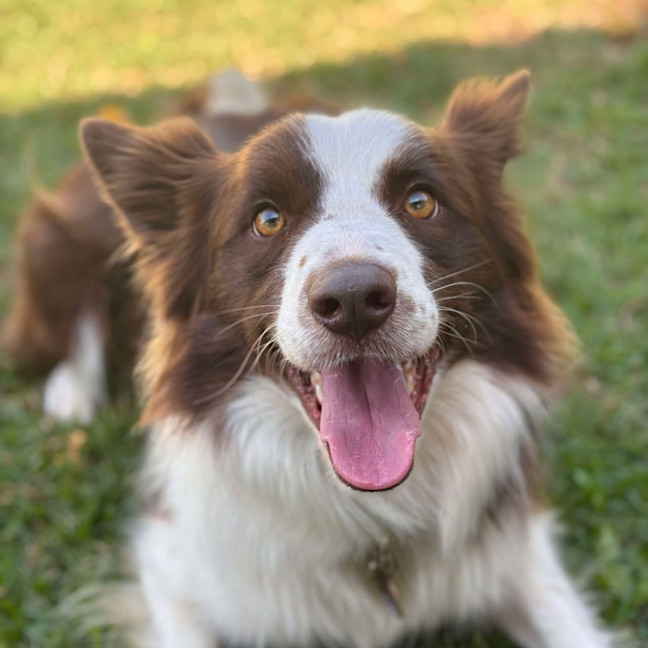 Tofik - Large Male Border Collie Dog in VIC - PetRescue