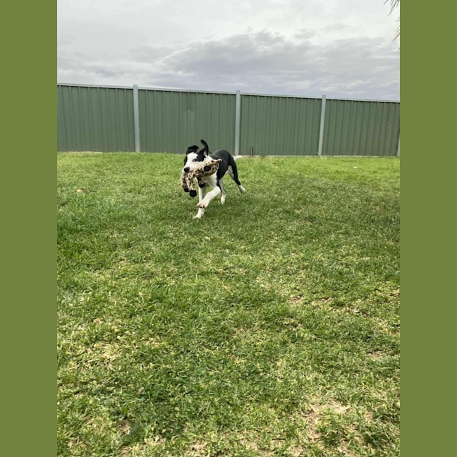 Gypsy - Medium Female Border Collie Mix Dog in VIC - PetRescue