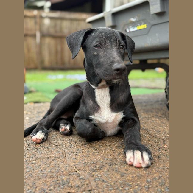 Mallie - Large Female Great Dane Mix Dog in QLD - PetRescue