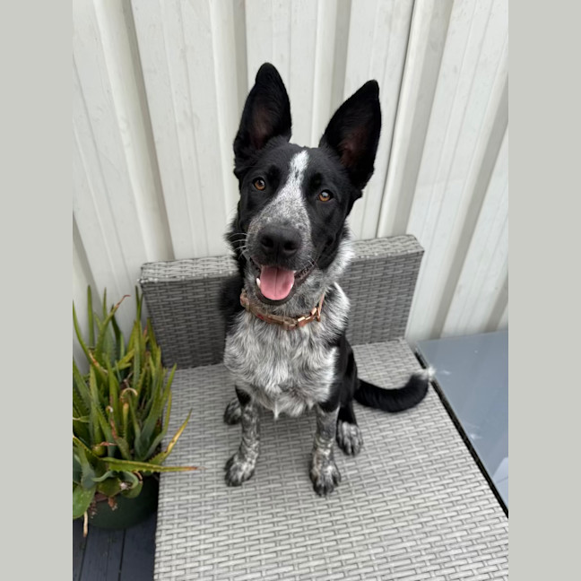 Ruby - Medium Female Border Collie x Australian Cattle Dog Mix Dog in ...