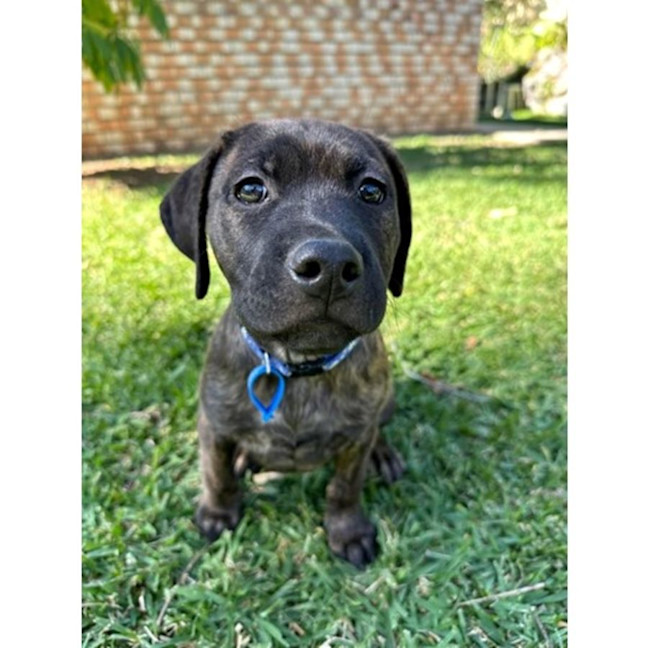 Lucky - Large Male Rhodesian Ridgeback x Staffy Dog in QLD - PetRescue