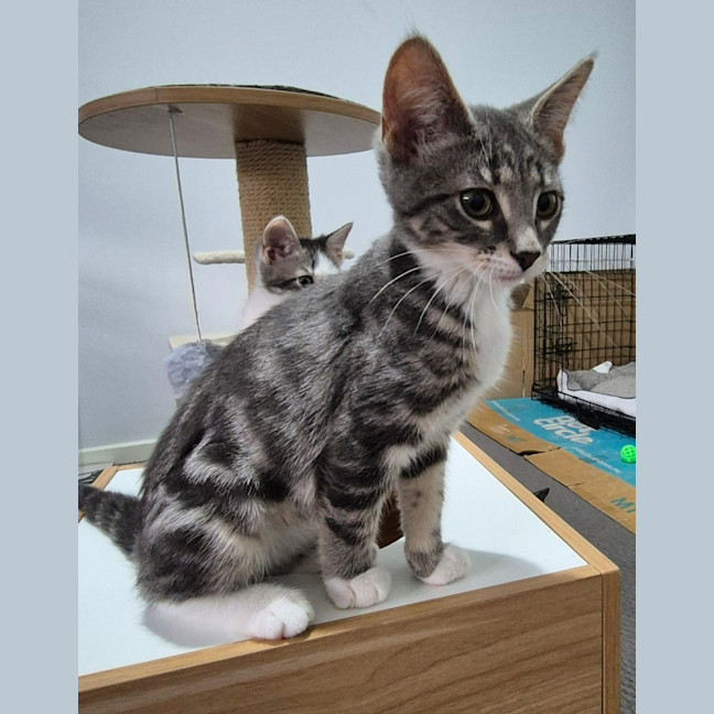 Lulu - Female Domestic Short Hair (DSH) Cat in VIC - PetRescue