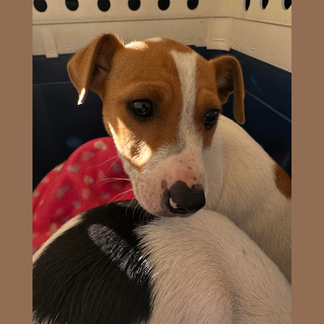 Gary - Small Male Jack Russell Terrier x Miniature Fox Terrier Mix Dog ...