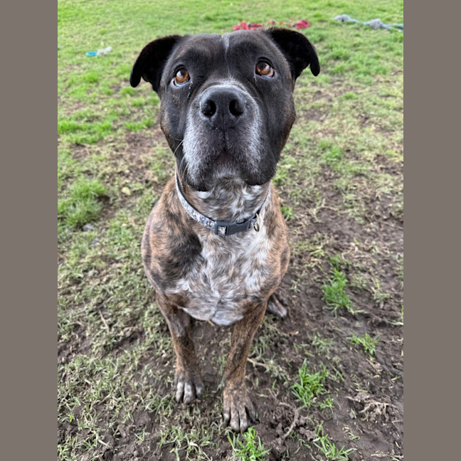 Simba - Large Male Bull Arab Mix Dog in VIC - PetRescue
