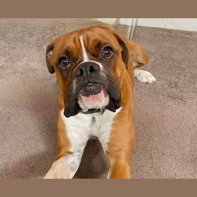 Wally - Medium Male Boxer Dog in VIC - PetRescue