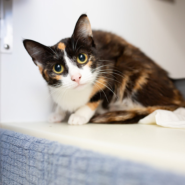 Cutie - Female Domestic Short Hair Mix Cat in QLD - PetRescue