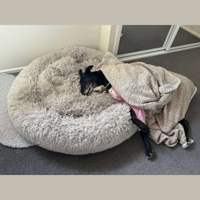 Crumpet, the greyhound - Large Female Greyhound Dog in NSW - PetRescue