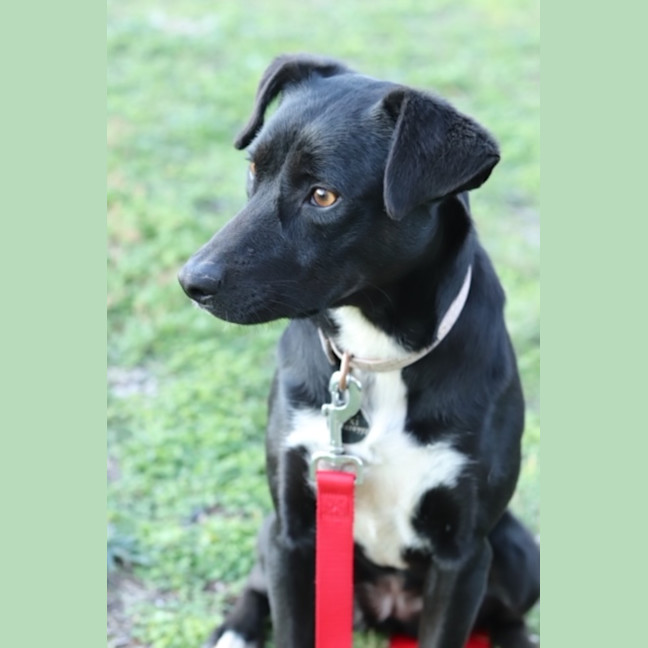 Thunder - Small Female Australian Kelpie Mix Dog in VIC - PetRescue