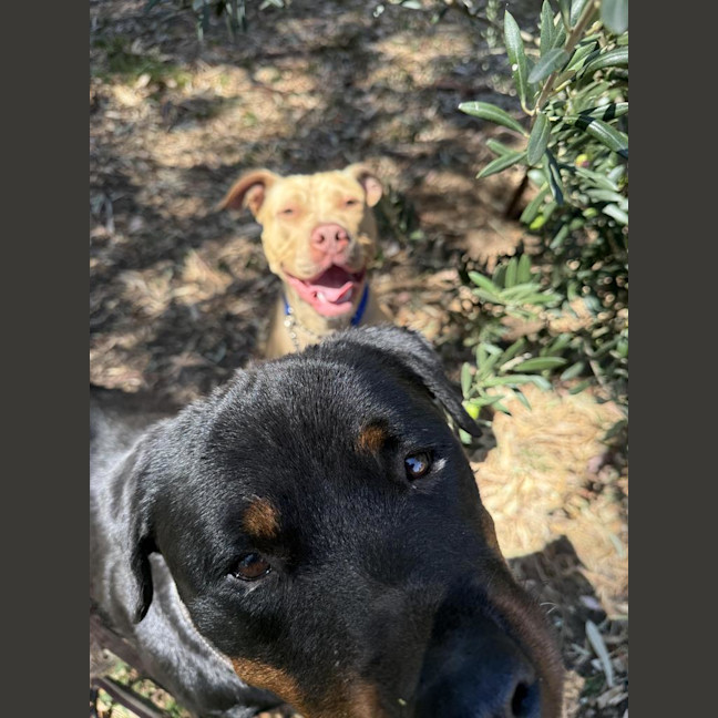 Boof / Nala - Large Male Rottweiler Dog in NSW - PetRescue