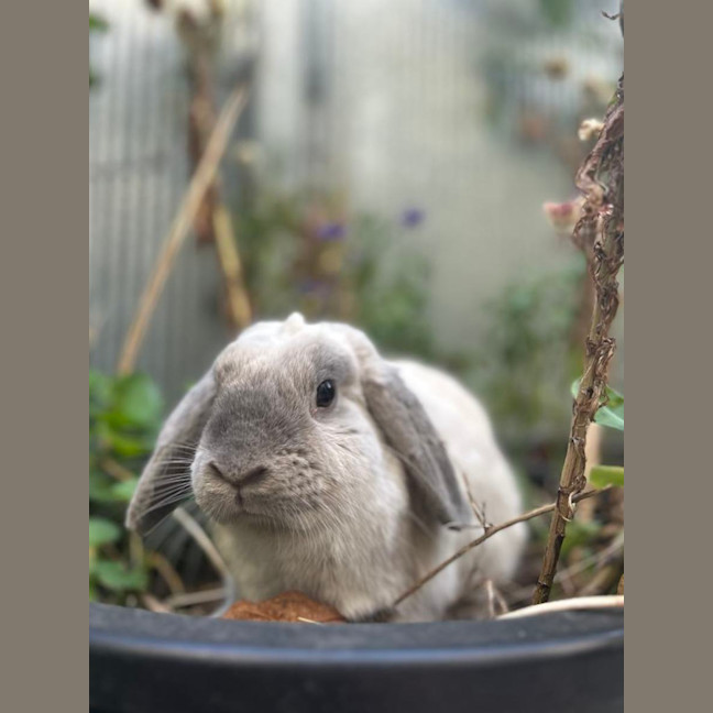 Kingsley - Male Lop Eared Rabbit in VIC - PetRescue