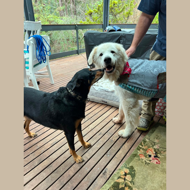 Mello - Large Male Maremma Sheepdog Dog in VIC - PetRescue