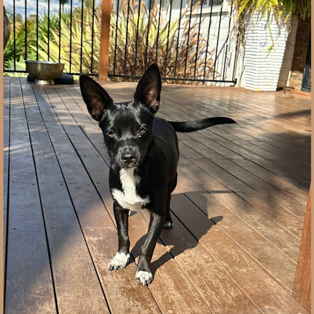 Frankie - Small Female Fox Terrier x Papillon Mix Dog in QLD - PetRescue