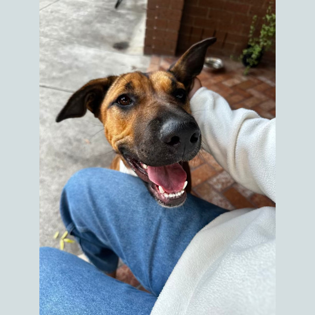 Chibi - Large Female Bull Arab Mix Dog in VIC - PetRescue