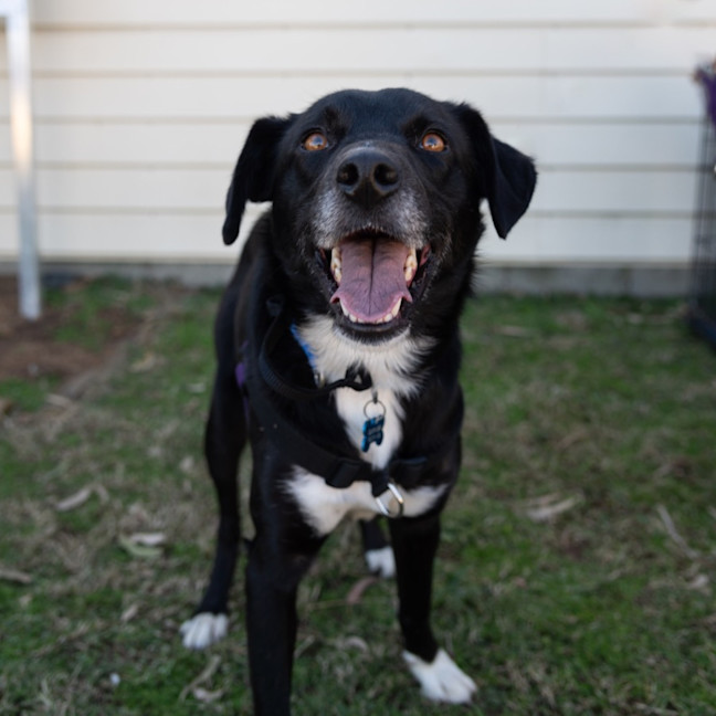Freddie - Medium Male Border Collie x Australian Kelpie Mix Dog in QLD - PetRescue
