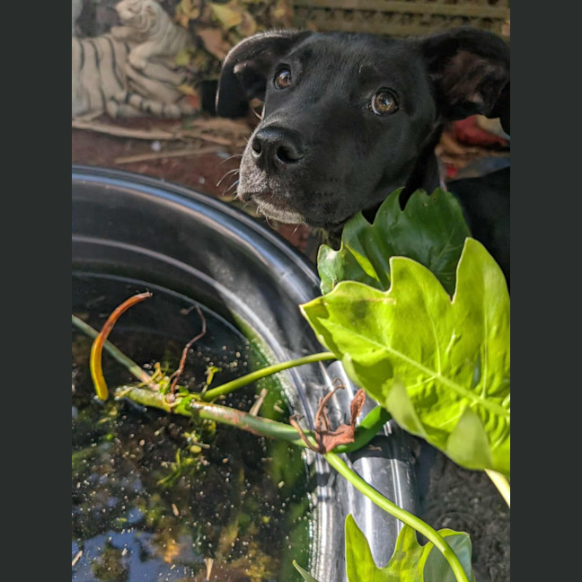 Echo - Large Female Great Dane Mix Dog in QLD - PetRescue